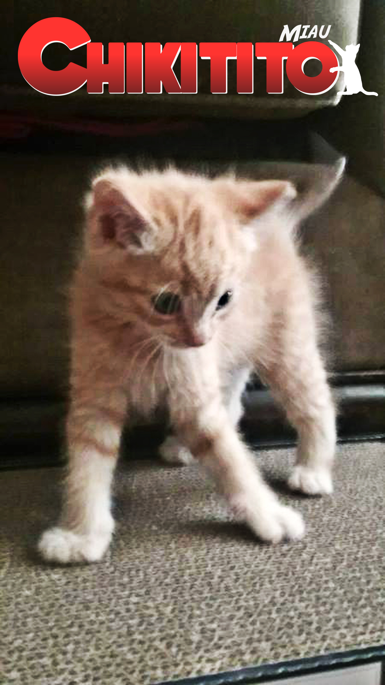 CHIKITITO - MAGIC IMAGE ENTERTAINMENT